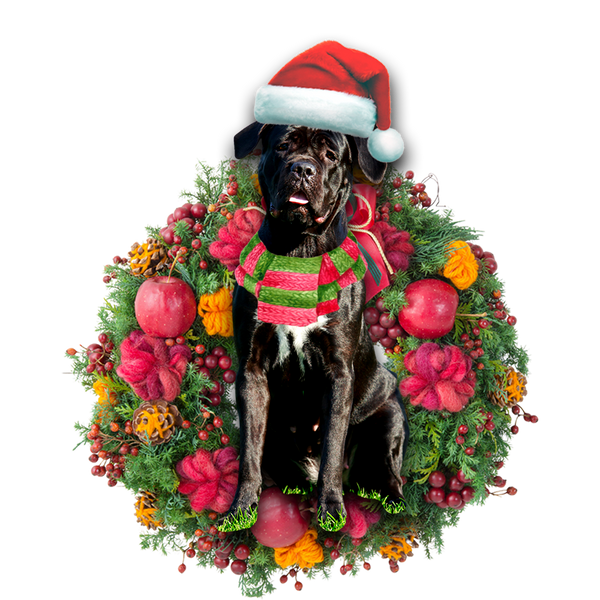 Cane Corso Christmas Ornament - Noodever
